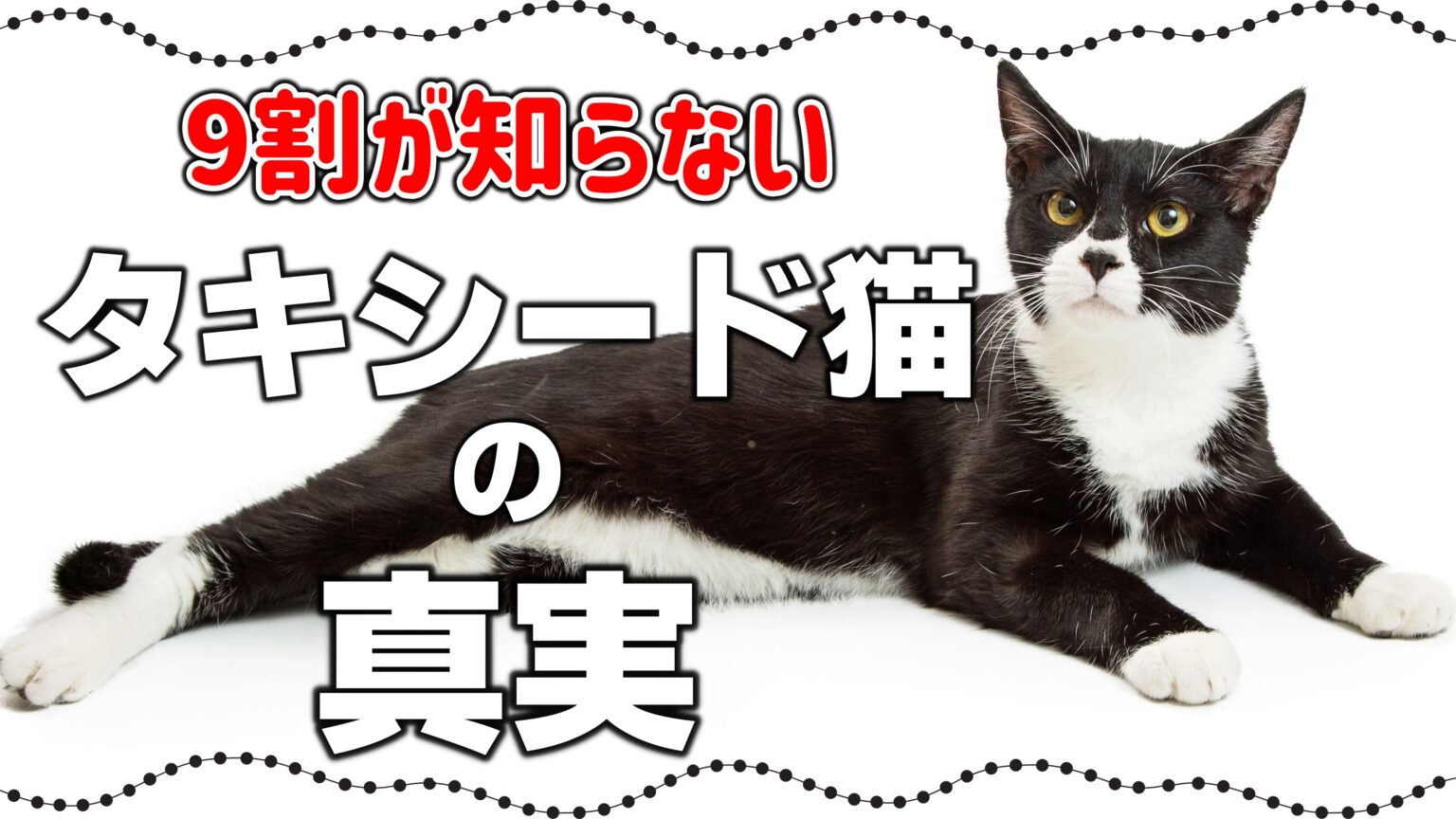 【9割が知らない】タキシード猫に関する15の真実 ねこもよ